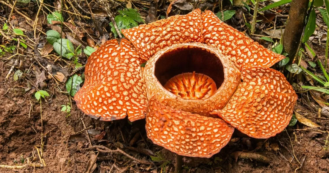 Melihat Bunga Rafflesia Arnoldi di Bengkulu - Kabar BUMN